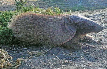 Screaming Hairy Armadillo: The Animal Files