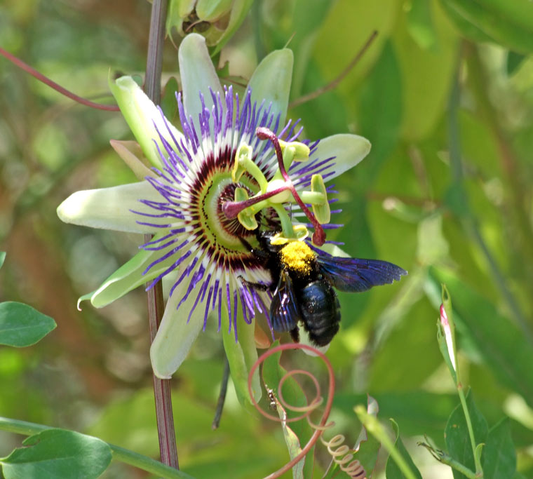 Eric Carruthers' Gallery - Bee: The Animal Files