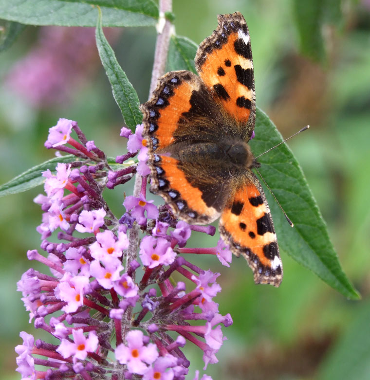 Eric Carruthers' Gallery - Small Tortoiseshell: The Animal Files