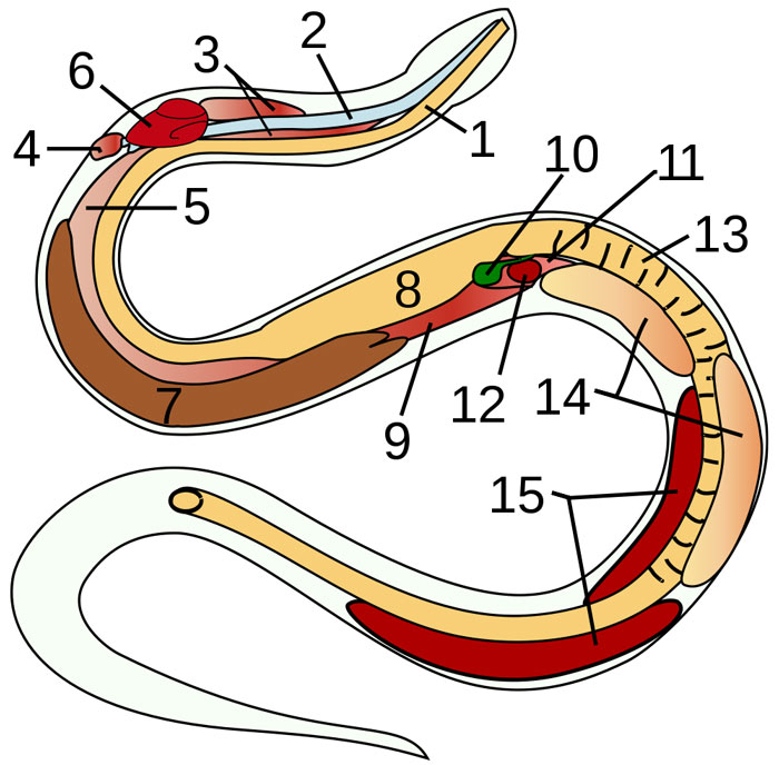 Anatomy of a Snake: The Animal Files